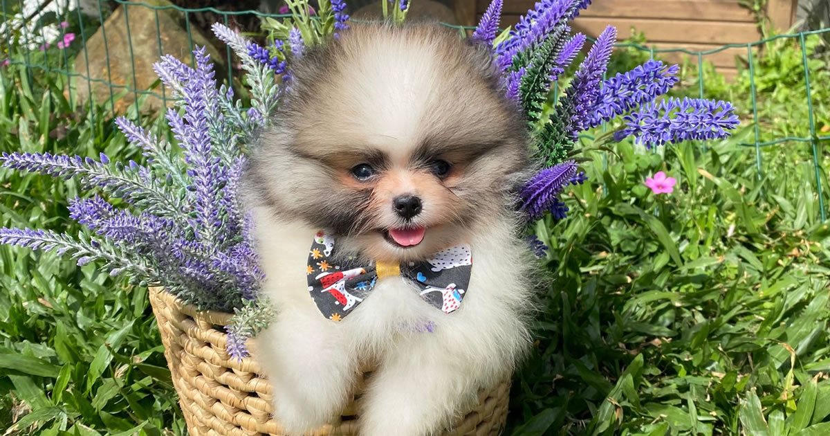 Linhagem Chocotan Amo Lulu da Pomerânia